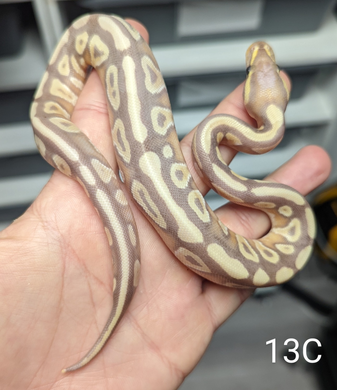 Banana Phantom (Free Shipping) Ball Python by KSO Reptiles - MorphMarket