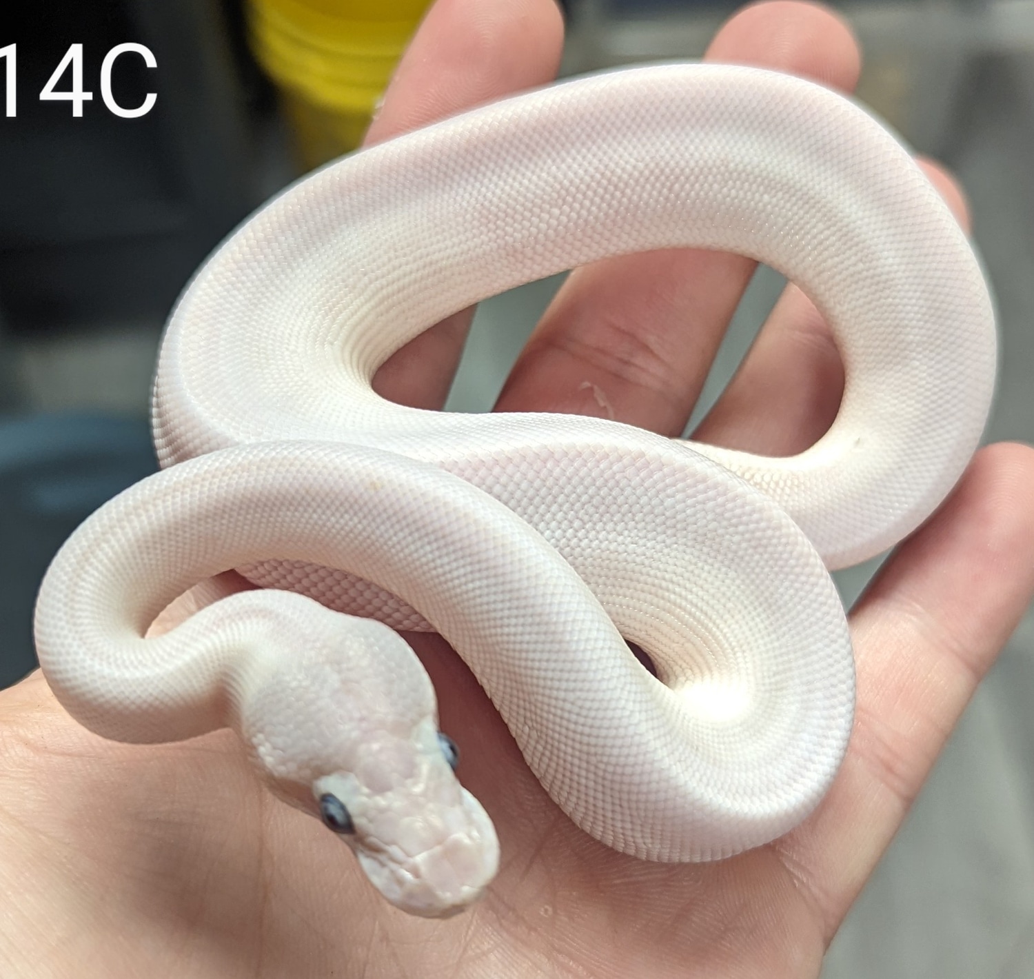 Banana BEL Super Mojave 50% Het Clown (Free Shipping) Ball Python by ...