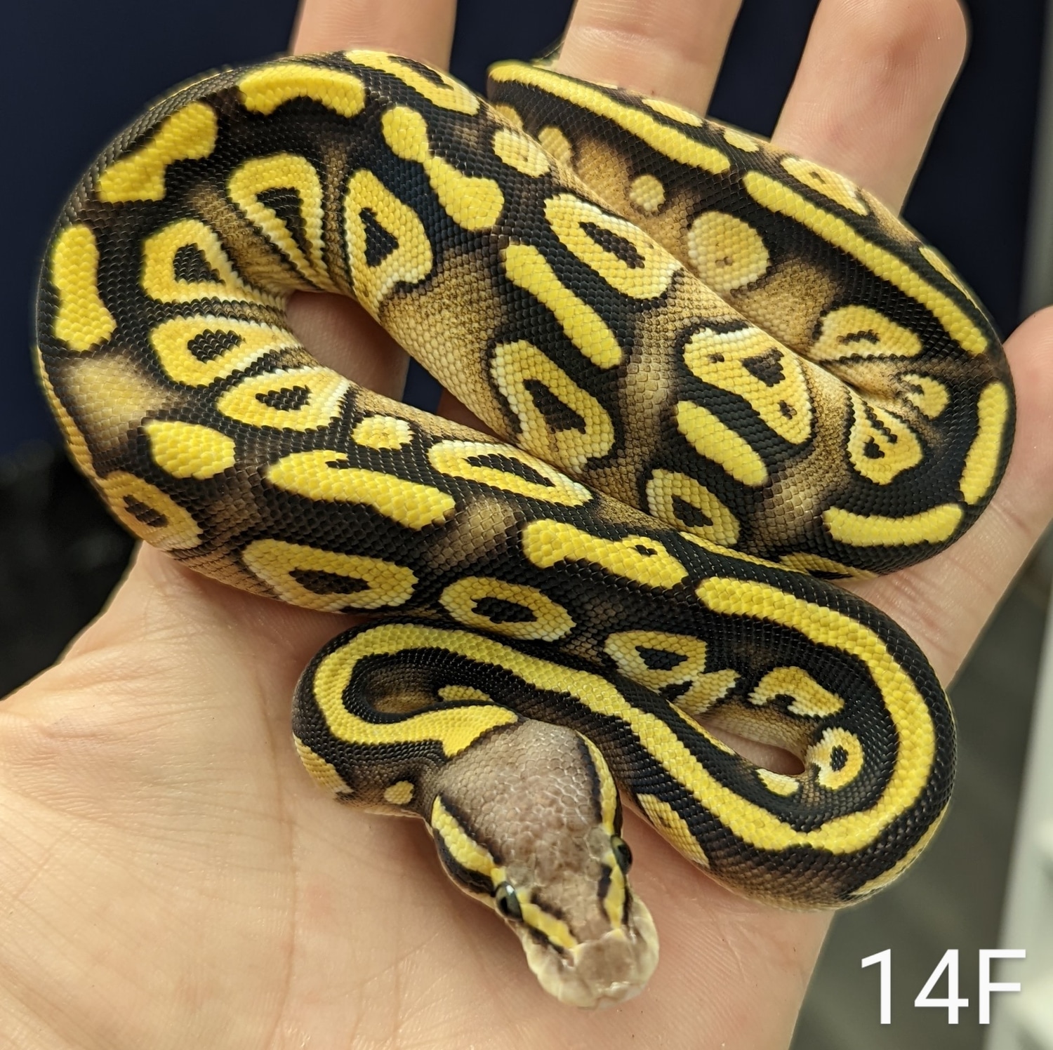 Pastave 50% Het Clown Ball Python by KSO Reptiles - MorphMarket