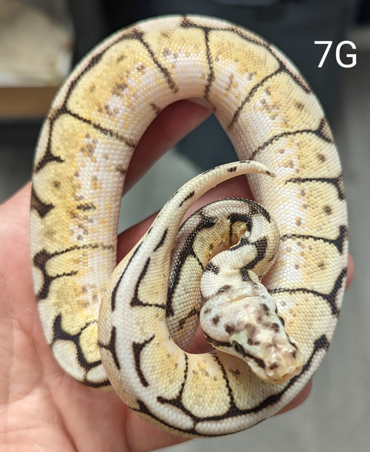 (Reduced) Bumblebee Het Ghost Het Clown Het Genetic Stripe Ball Python ...