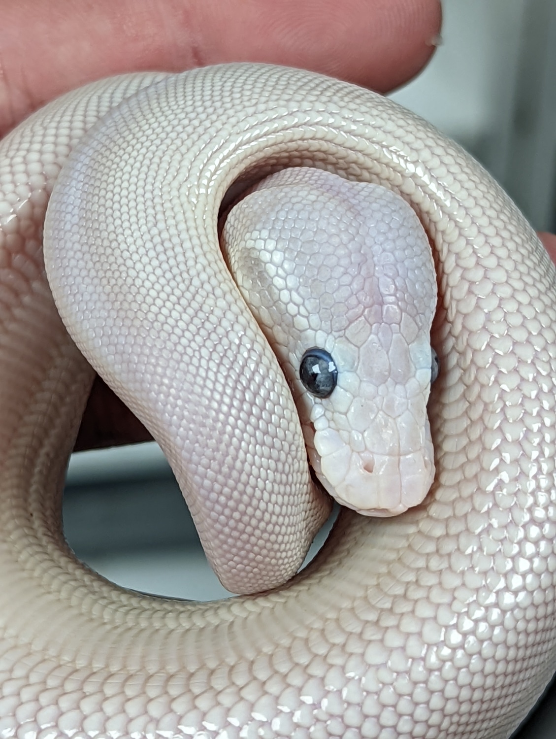 BEL Pastel Super Mojave 50% Het Clown Ball Python by KSO Reptiles ...