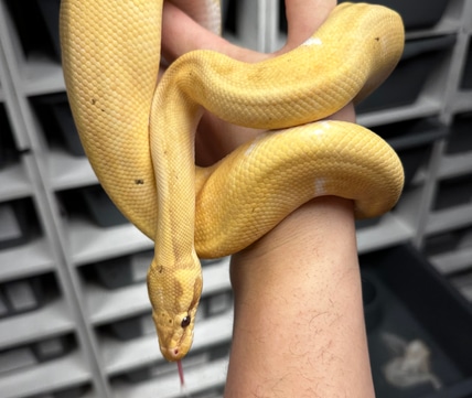 Het DG Banana Pinstripe Ball Python by KSO Reptiles - MorphMarket
