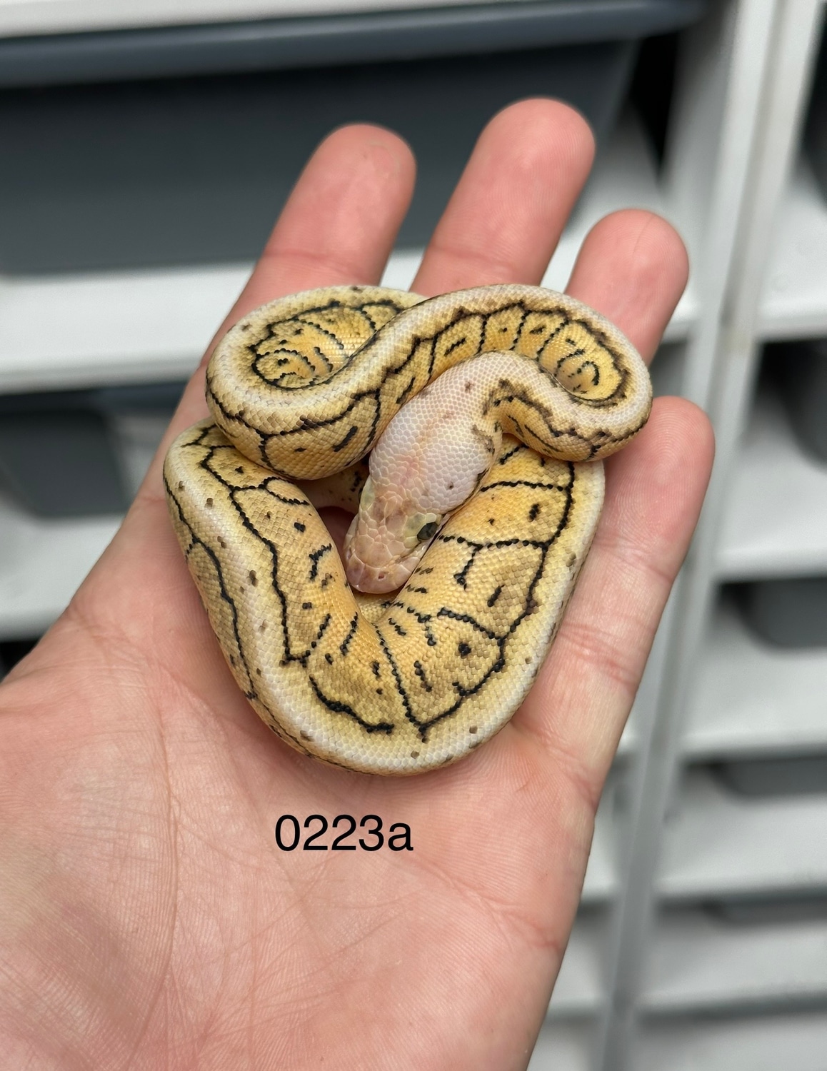 Het Clown,Het Desert Ghost, Pastel, Spotnose, Pinstripe Ball Python by ...