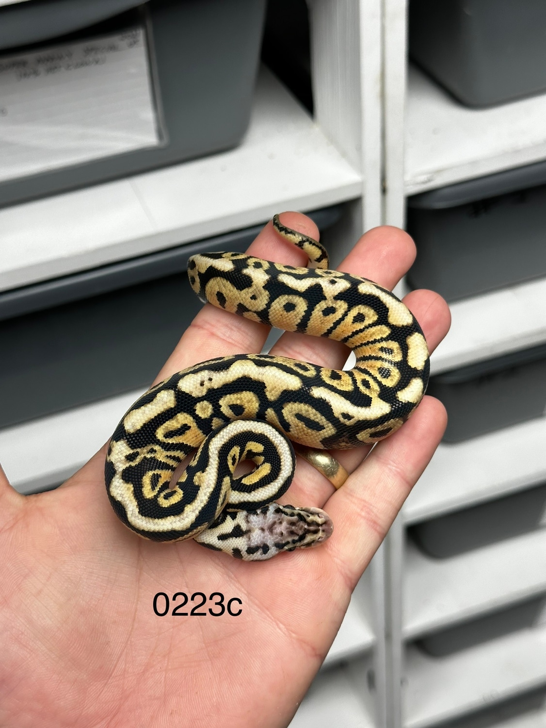 Free Shipping Spotnose, Pastel, Het Clown, Het Desert Ghost, PH Hypo ...