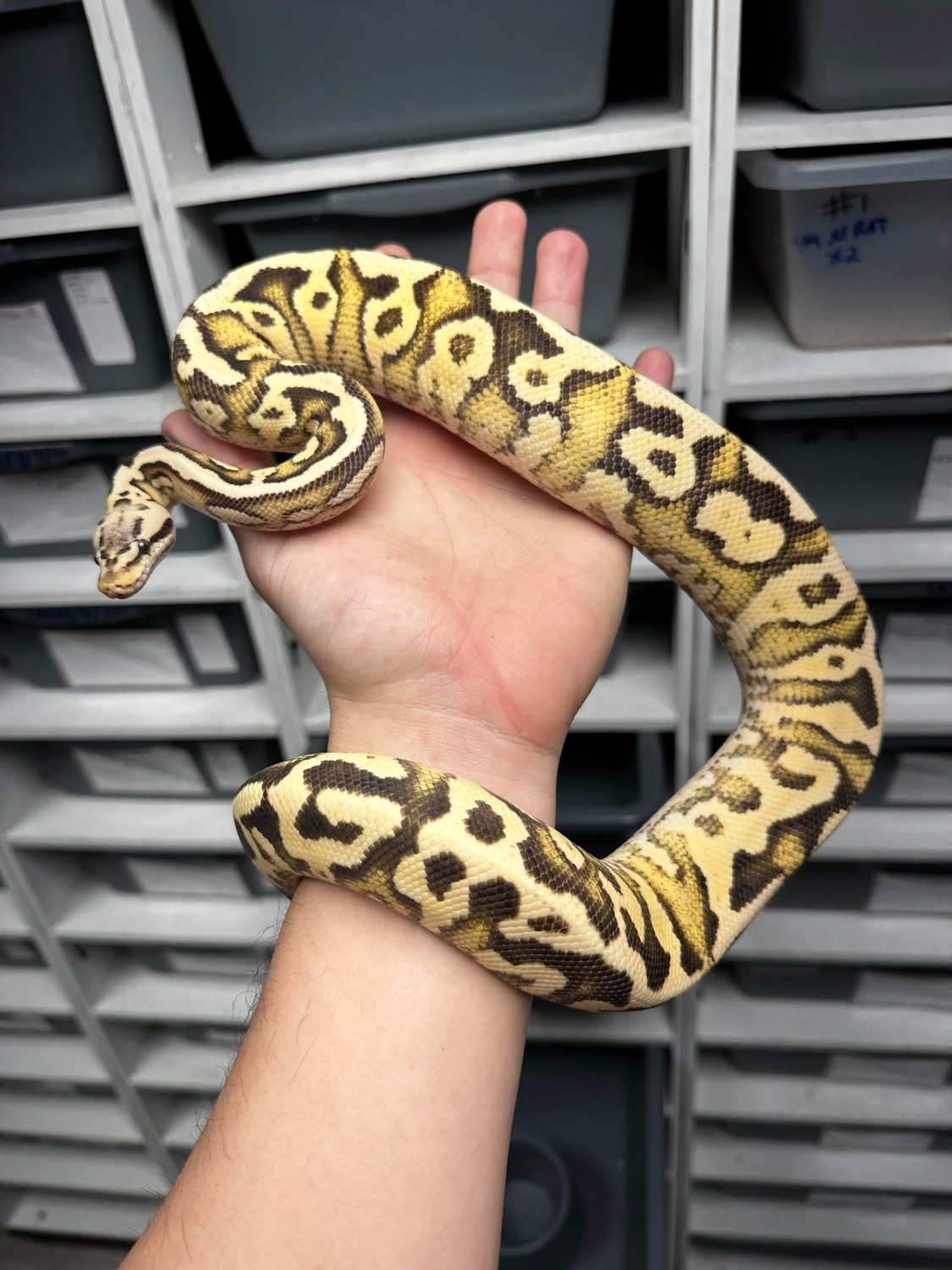 RedStripe, Fire, Yellow Belly, Pastel, Het Clown Ball Python by KSO ...