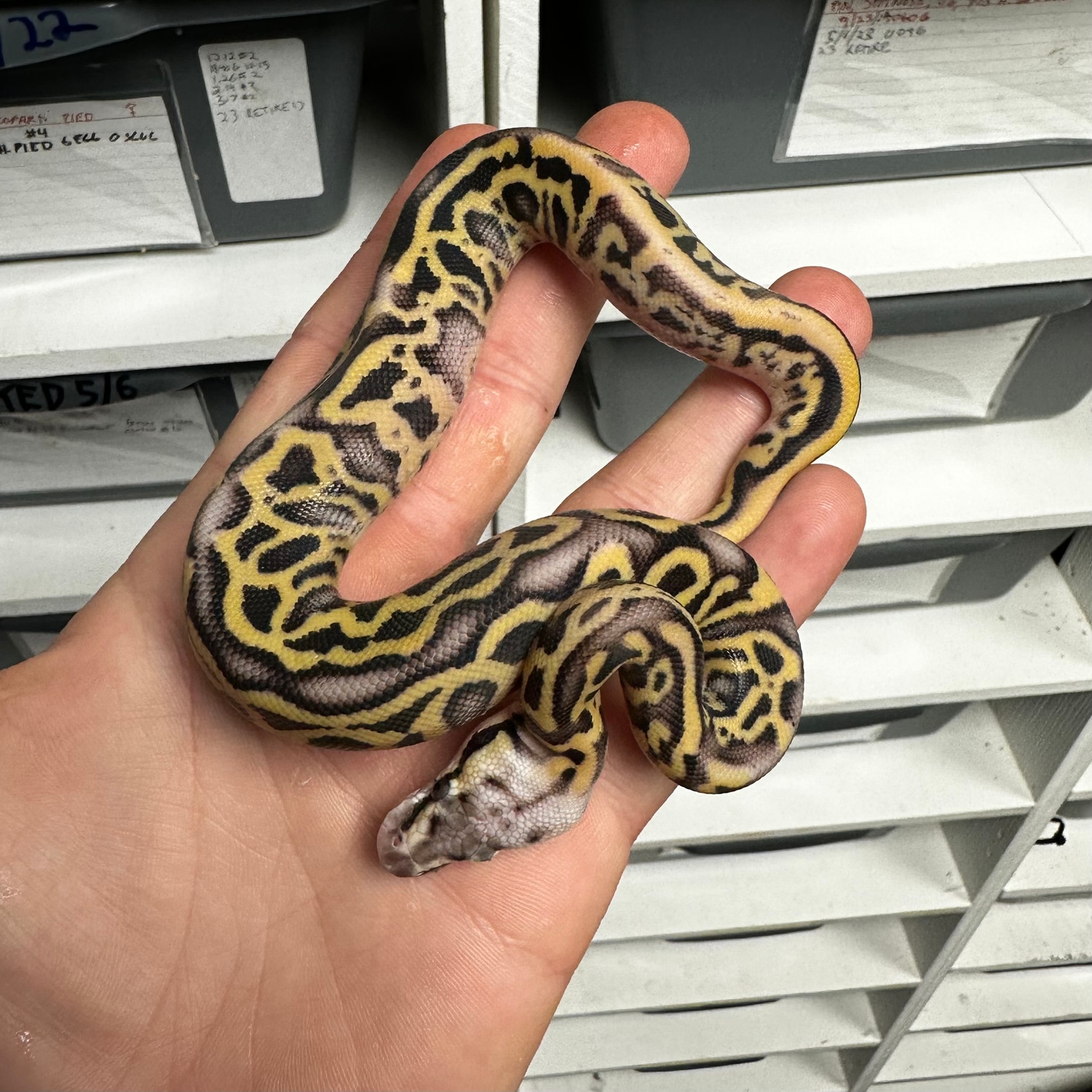 Leopard Butter Pastel (RedStripe Yb Fire) Het Clown Ball Python by KSO Reptiles - MorphMarket