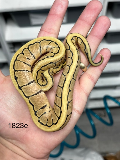 Pinstripe Desert Ghost Ball Python by KSO Reptiles