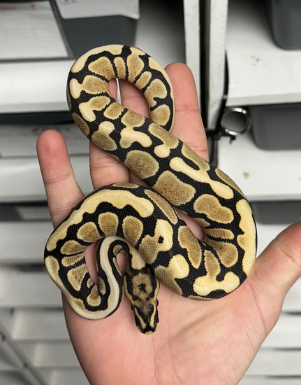 Spotnose Desert Ghost Ball Python by KSO Reptiles