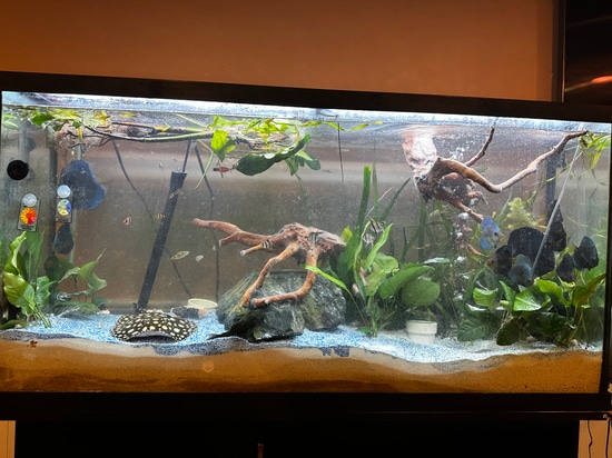 Stingray Discus Tank Fully Aquatic by KSO Reptiles