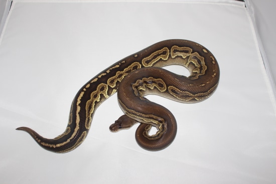 Gargoyle Ball Python by Osmun Reptiles