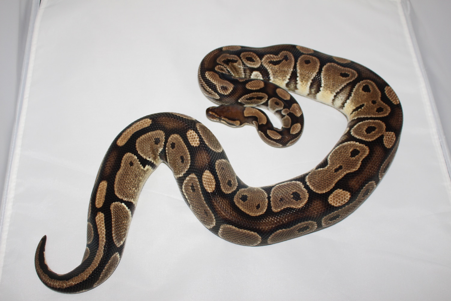 Normal (Sold To Me As A Special) Ball Python by Osmun Reptiles ...