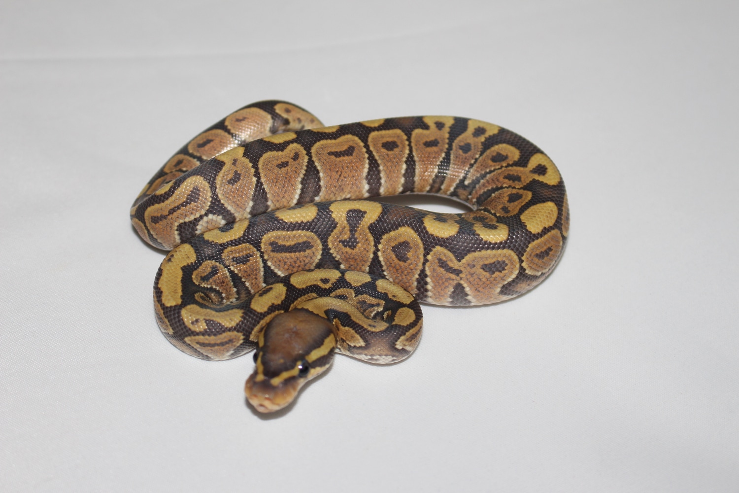 Ghost Ball Python by Osmun Reptiles - MorphMarket