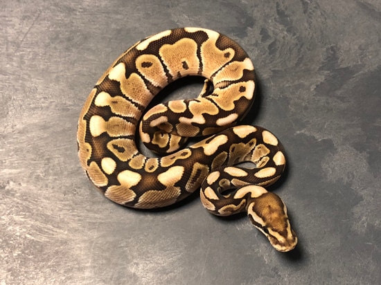 Lesser Woma 50% Pos Het Albino Ball Python by Osmun Reptiles
