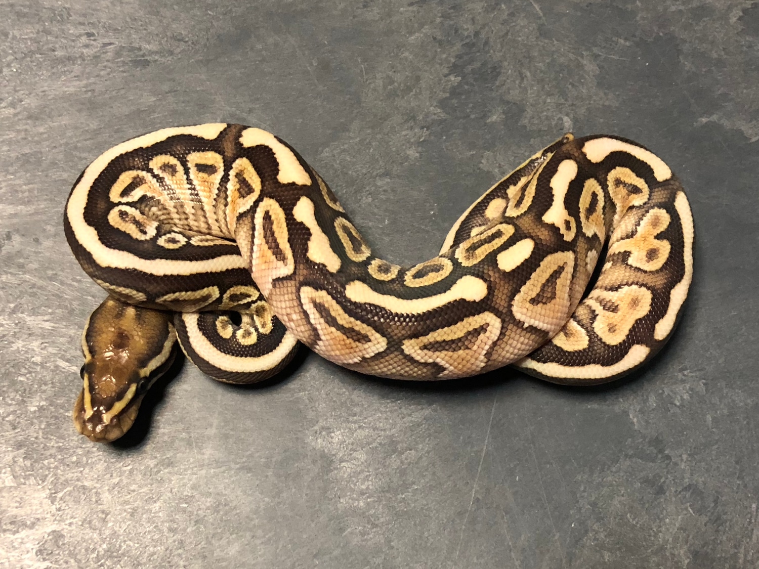 Spotnose Lesser 100% Het Albino Ball Python by Osmun Reptiles - MorphMarket