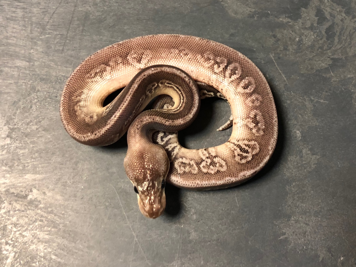 Black Pastel? Black Head? HGW Pastel Yellowbelly Or Spector Ball Python ...