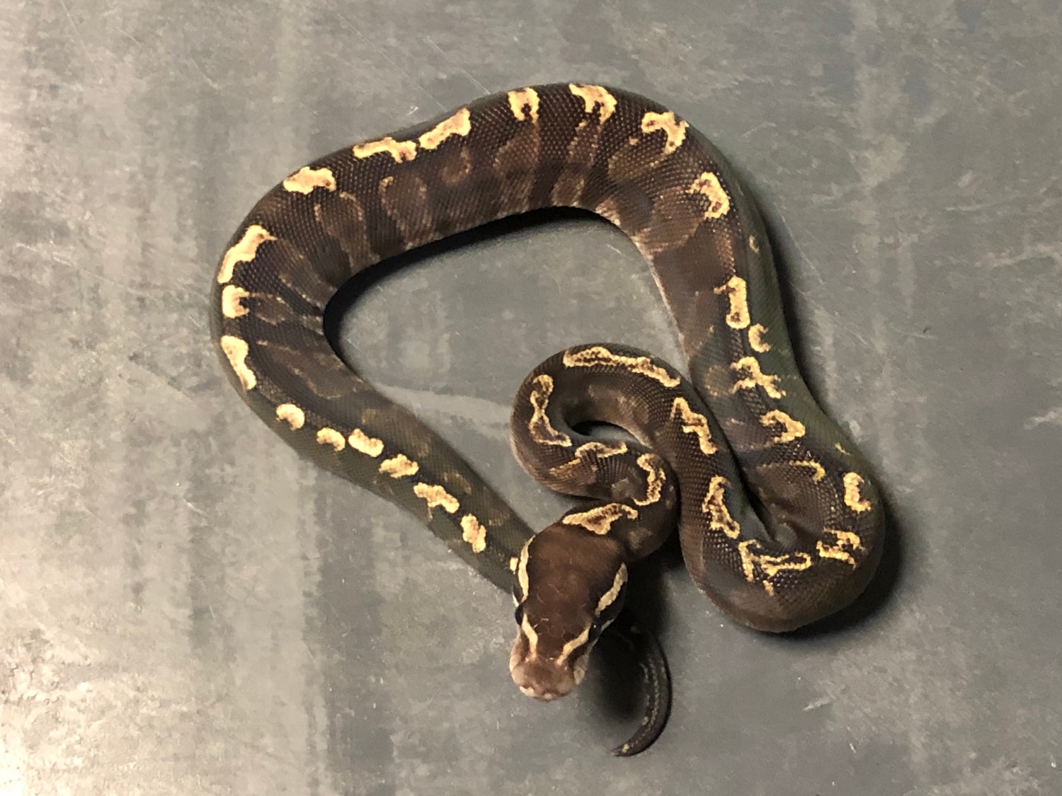 Super GHI Chocolate 100% Het Albino Ball Python by Osmun Reptiles ...