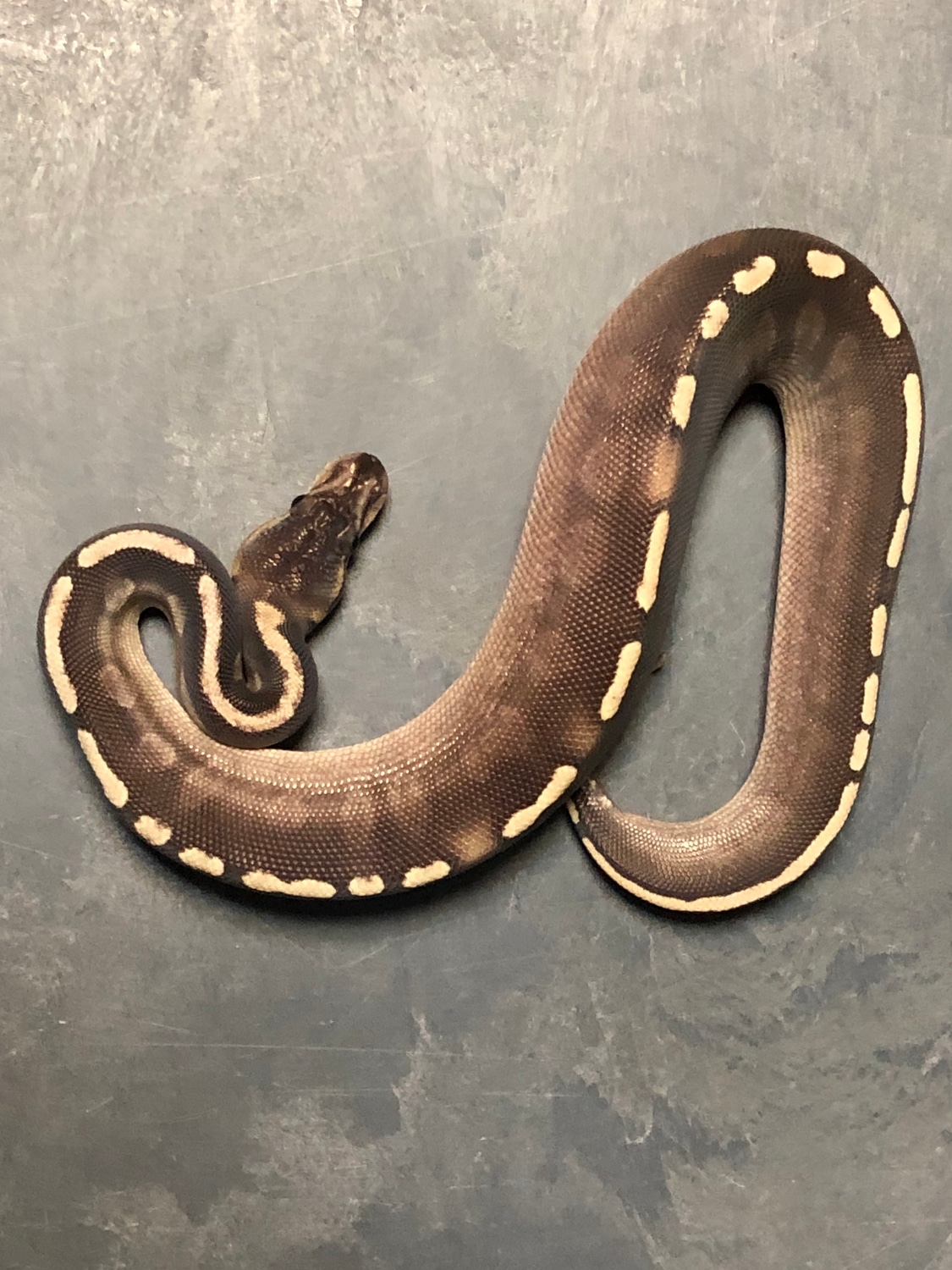 Black Pastel Mojave GHI Ball Python by Osmun Reptiles - MorphMarket