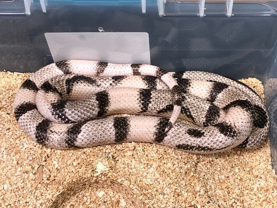 Ghost (Anery, Hypo) Aberrant Honduran Milk Snake by Osmun Reptiles