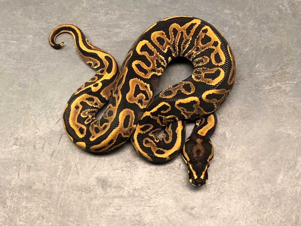 Leopard Yellowbelly 100% Het Pied, 50% Pos Het Clown Ball Python by ...