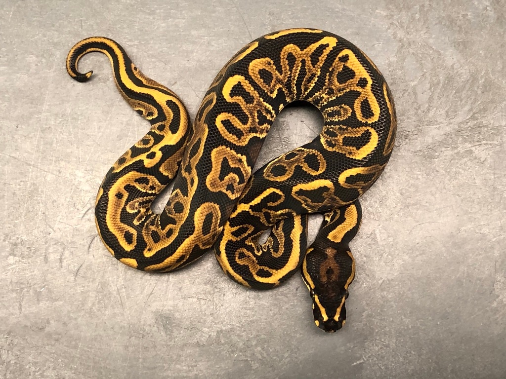 Leopard Yellowbelly 100% Het Pied, 50% Pos Het Clown Ball Python by ...