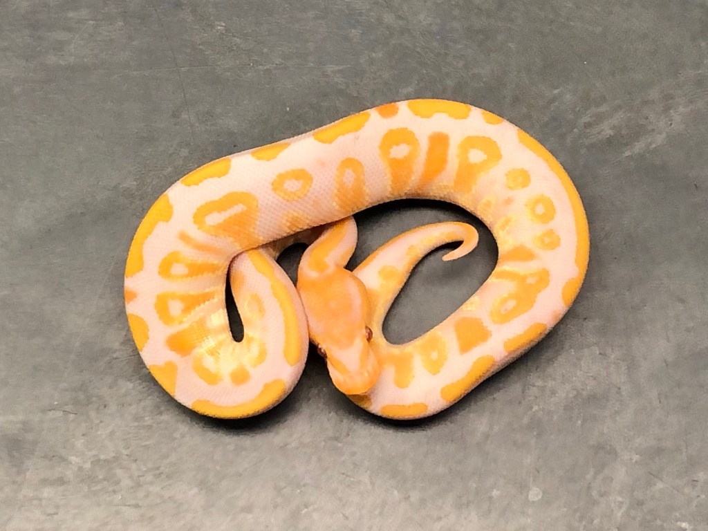 Mahogany Lavender Albino 100% Het Pied Ball Python by Osmun Reptiles ...