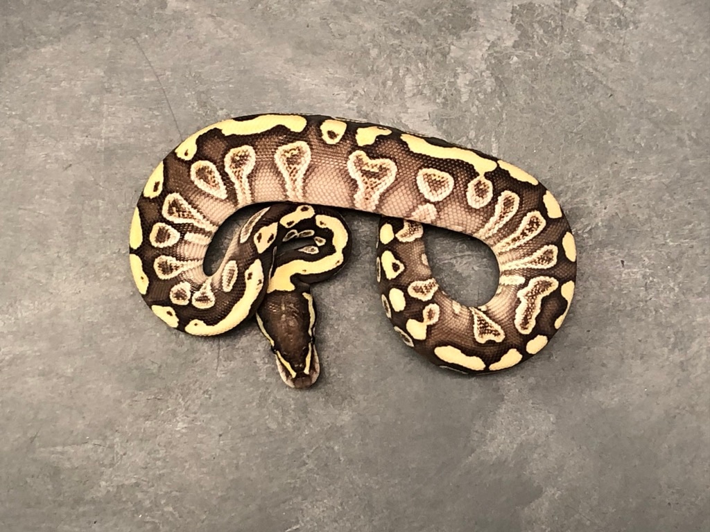 GHI Lesser 100% Het Clown 50% Het Albino Ball Python by Osmun Reptiles ...