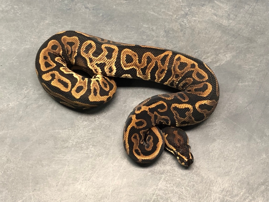 Leopard Yellowbelly 100% Het Pied, 50% Pos Het Clown Ball Python by ...