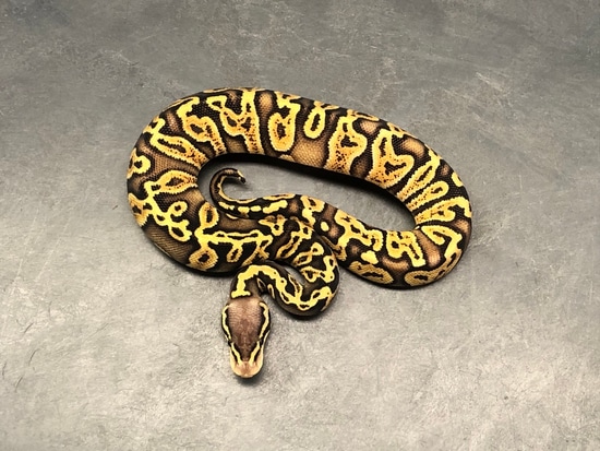 Pastel GHI 100% Het Albino Possible Chocolate Ball Python by Osmun Reptiles