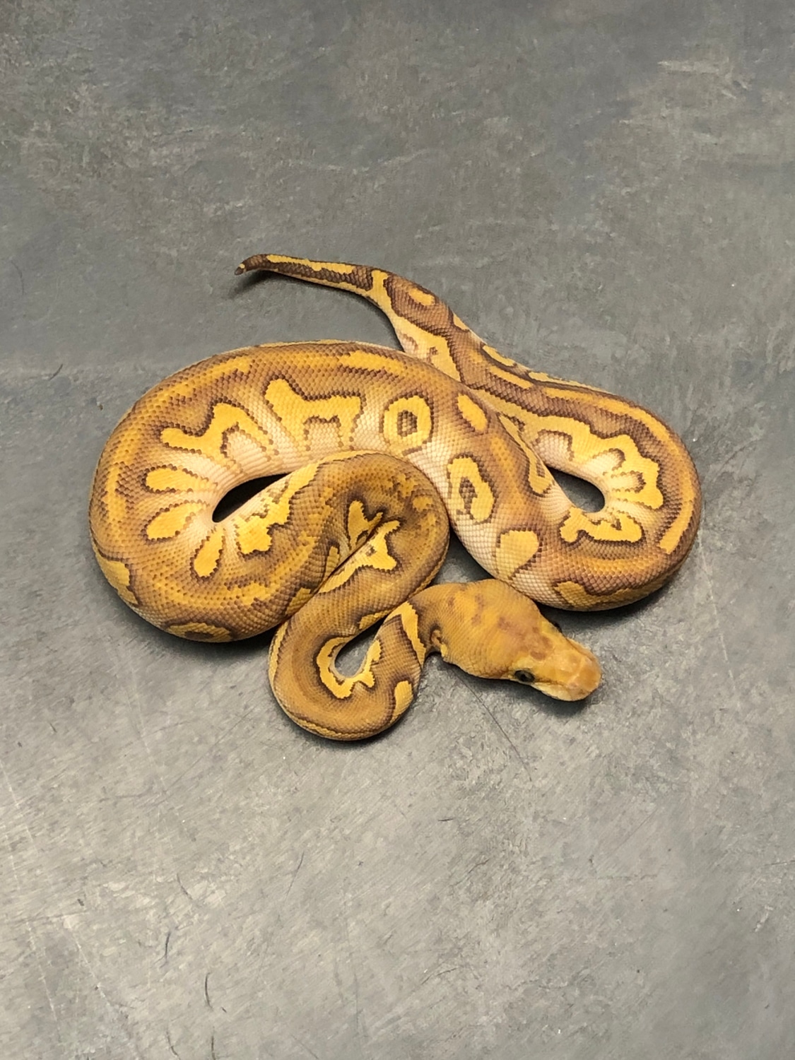 Mahogany Lesser Clown Ball Python by Osmun Reptiles - MorphMarket