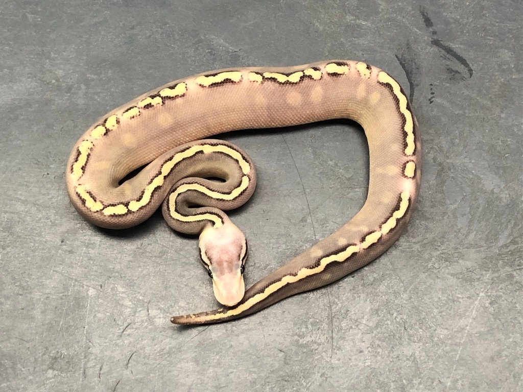 Super Pastel GHI Mojave Possible Pinstripe, Chocolate, Cinnamon, And/or ...
