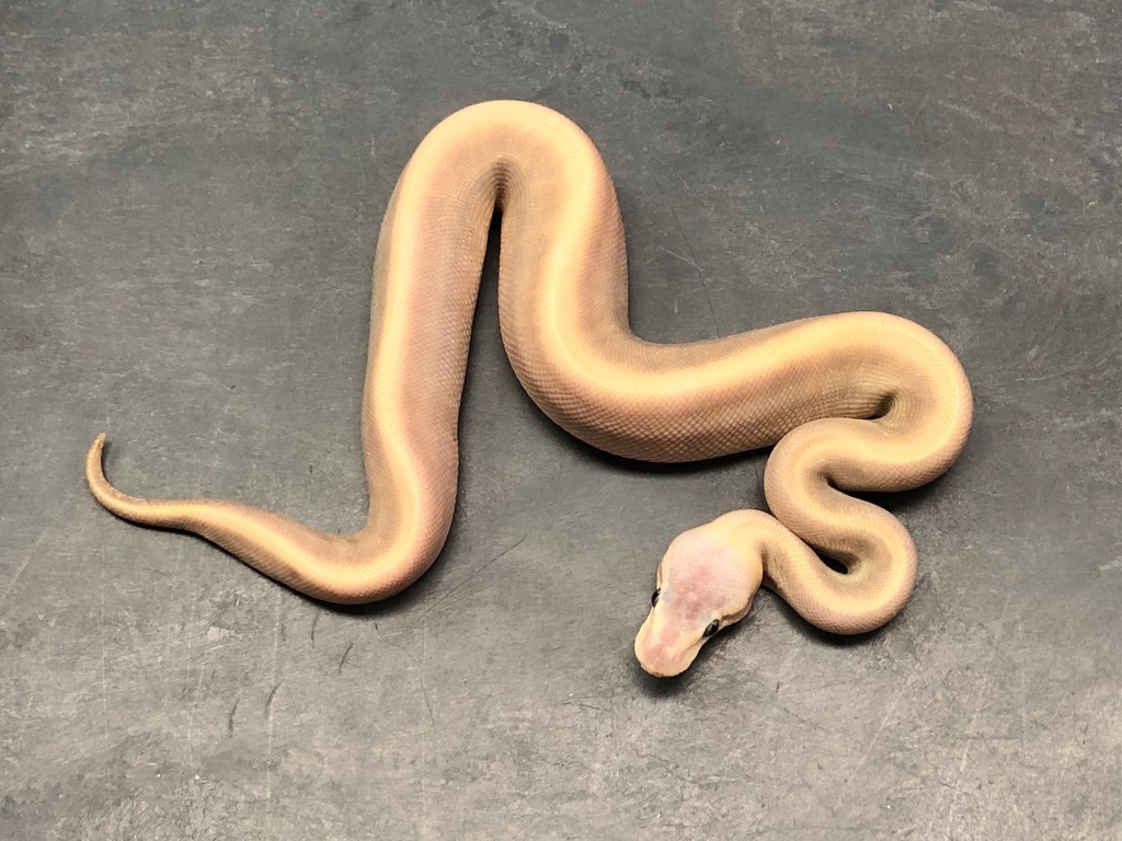 Super Pastel GHI Mojave Pinstripe Cinnamon Pos Chocolate And/or YB, 50% ...