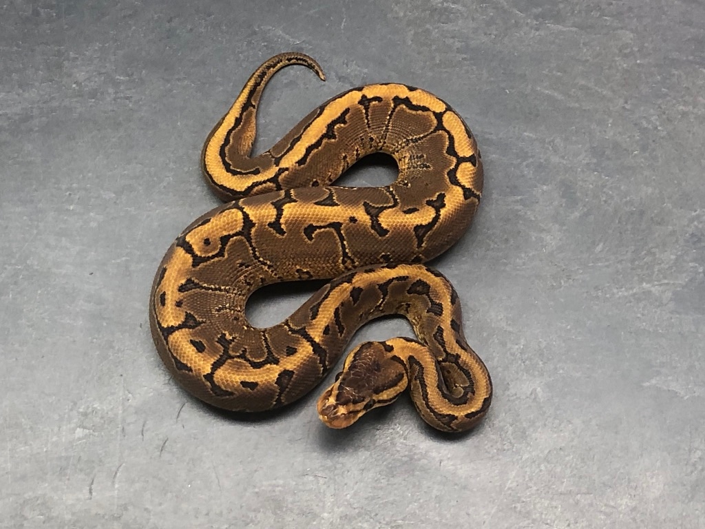 Pinstripe Yellowbelly/specter 66% Pos Het Clown Pos HRA Ball Python by ...
