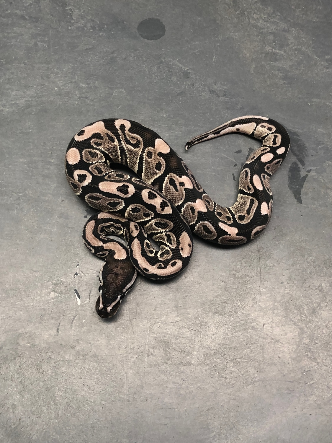 VPI Axanthic 100% Het Albino Ball Python by Osmun Reptiles - MorphMarket