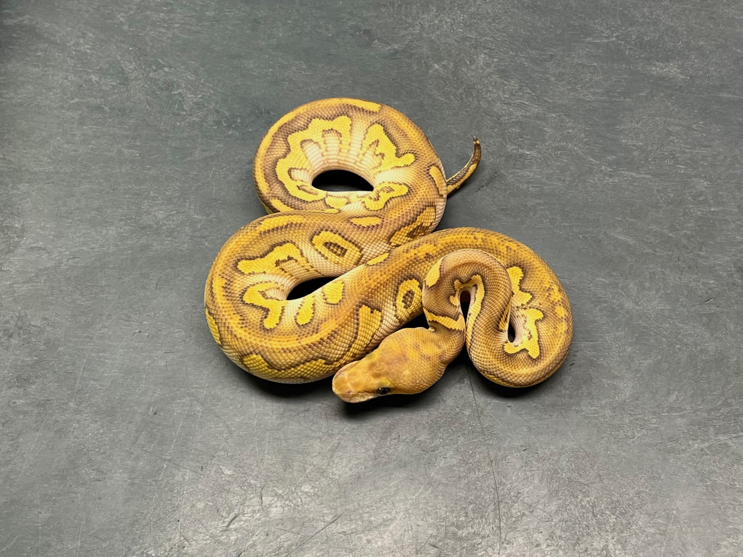 Mahogany Lesser Clown Ball Python by Osmun Reptiles - MorphMarket