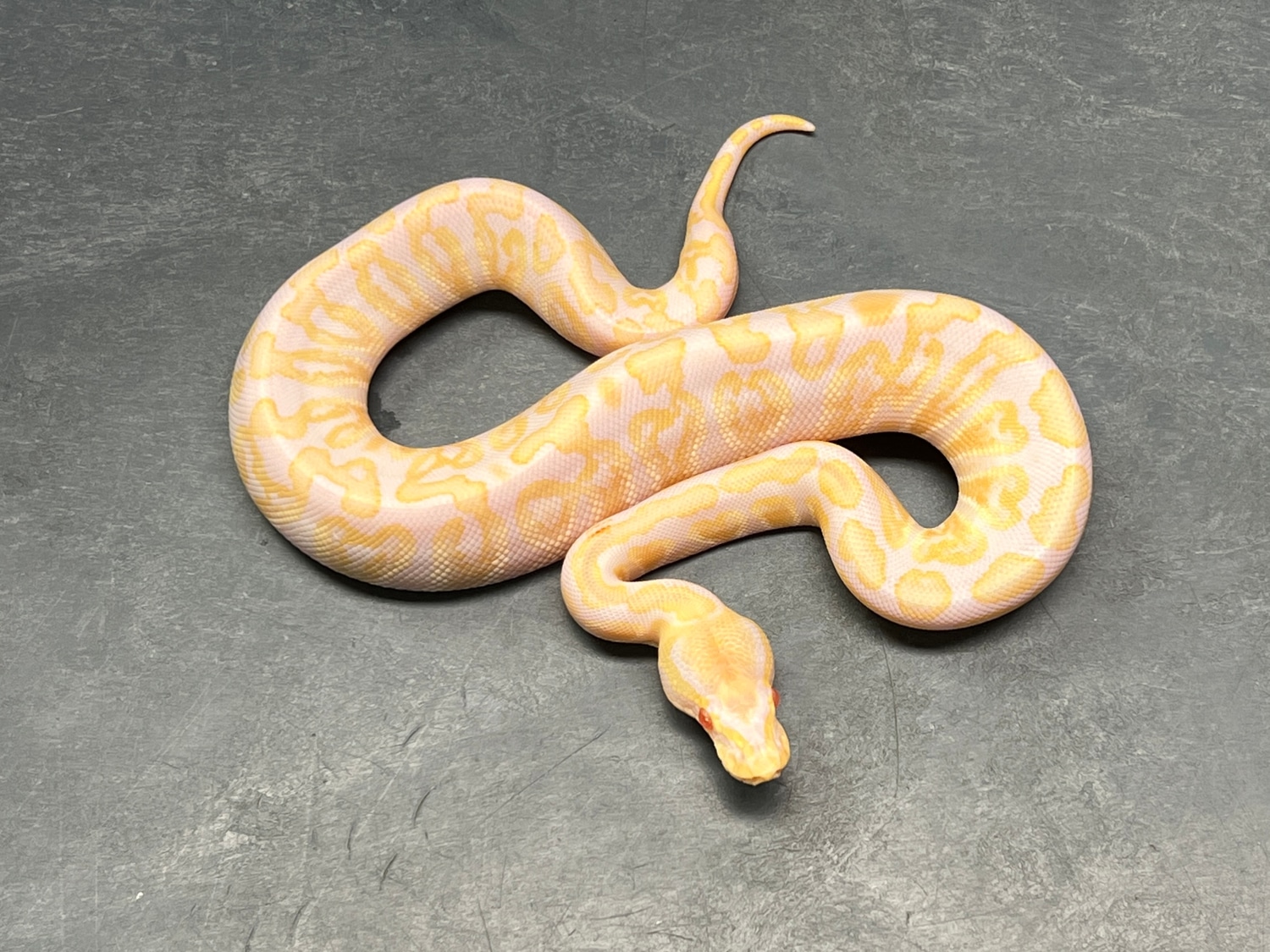 GHI Albino Possible Spotnose Ball Python by Osmun Reptiles - MorphMarket