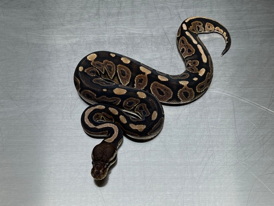 Cinnamon 100% Het Puzzle Ball Python by Osmun Reptiles
