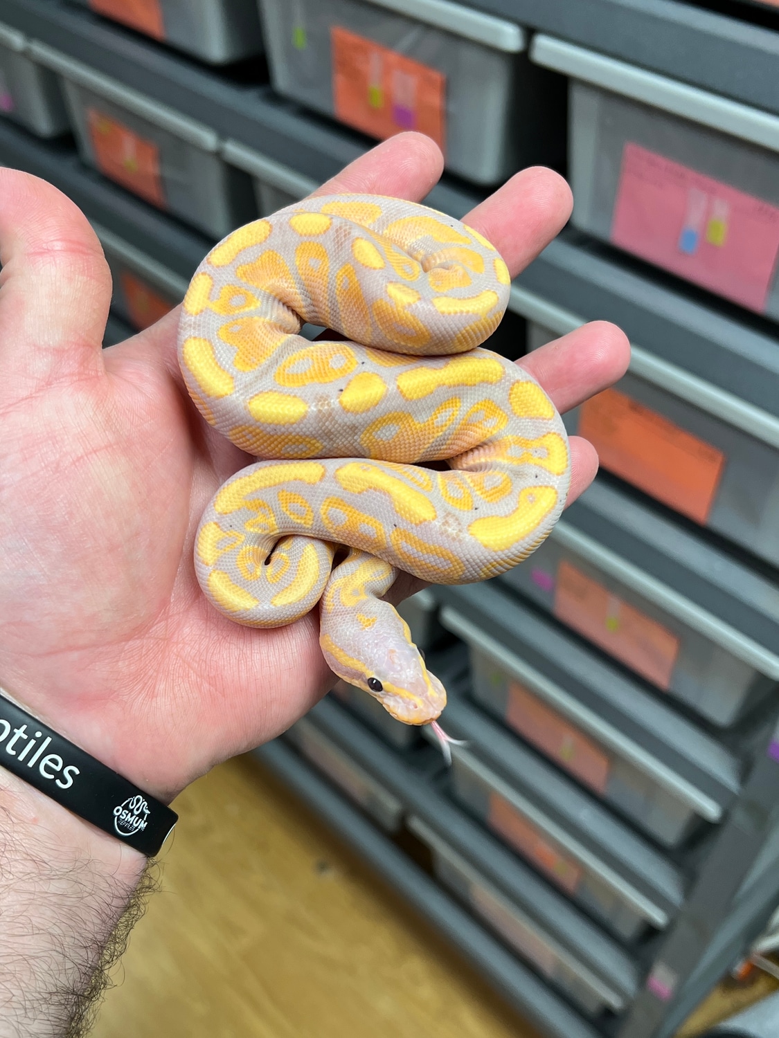 Banana 100% Het Clown (Possible Chocolate) Ball Python by Osmun ...