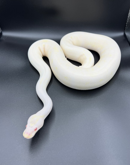 Snow Ball Python by Osmun Reptiles