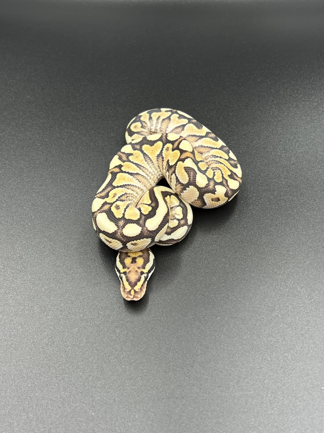 Spotnose Lesser Yb 100% Het Clown Ball Python by Osmun Reptiles ...