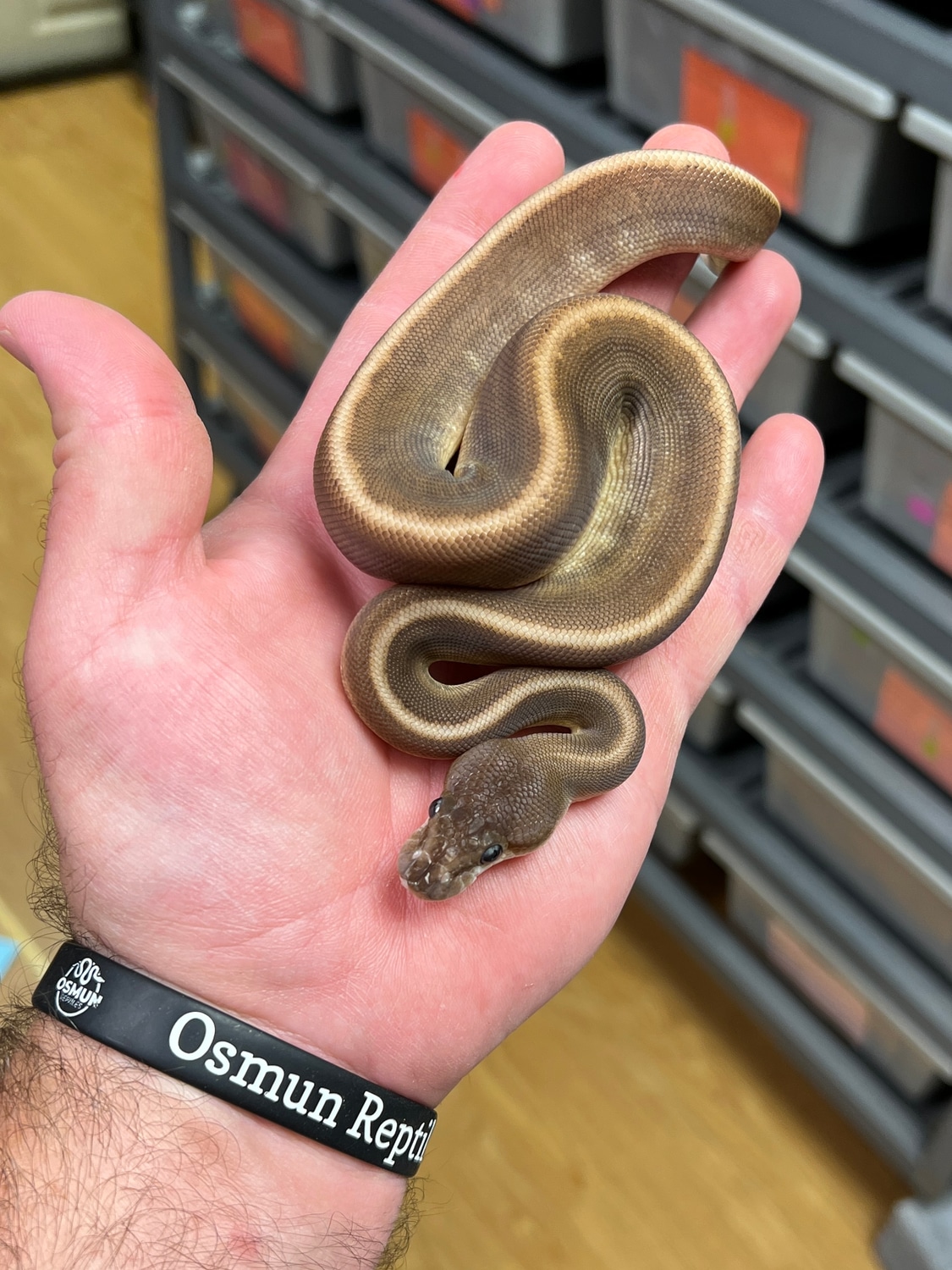 Mahogany, Cinnamon, HGW, Pinstripe, 100% Het Clown Ball Python by Osmun ...