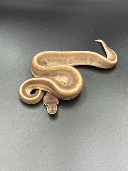 Mahogany, Cinnamon, HGW, Pinstripe, 100% Het Clown Ball Python by Osmun ...