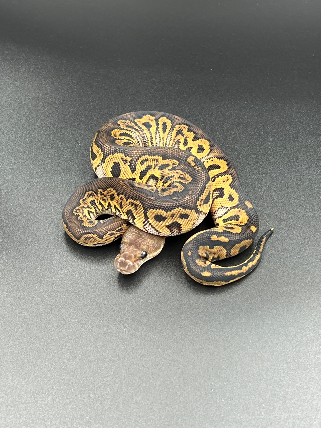 Black Pastel Clown Ball Python by Osmun Reptiles - MorphMarket