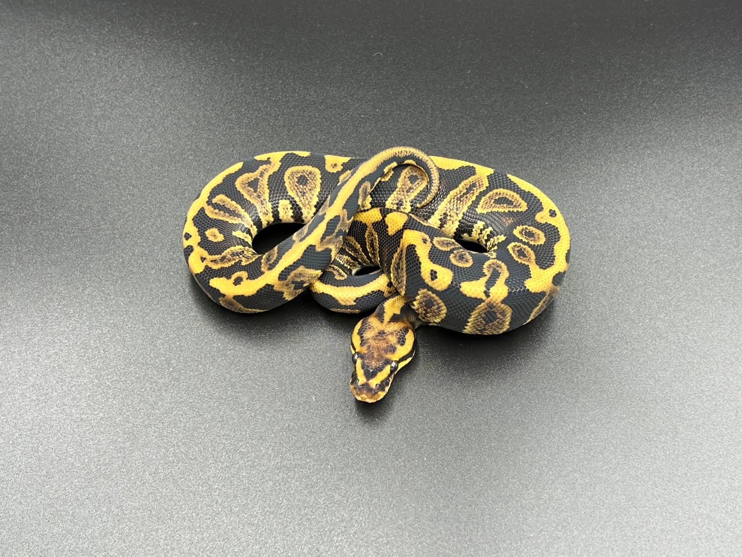 Chocolate Spotnose 100% Het Clown Ball Python by Osmun Reptiles ...