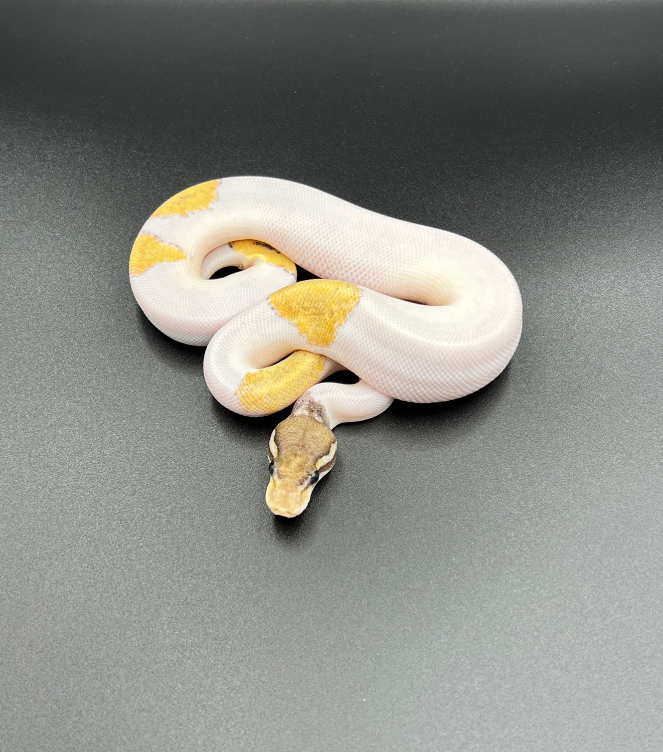 Pastel Mojave Pied 50% Pos Het VPI Axanthic Ball Python by Osmun ...