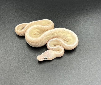 Lesser Clown Ball Python by Osmun Reptiles - MorphMarket