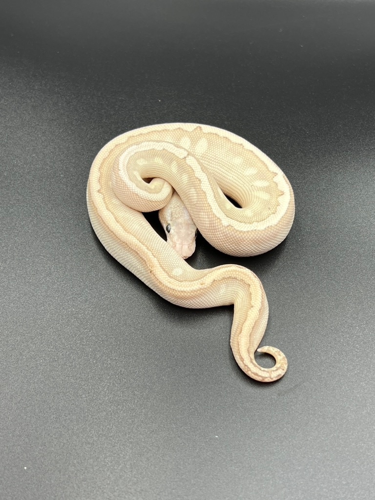 Pastel GHI Lesser HGW 100% Het Clown Ball Python by Osmun Reptiles ...