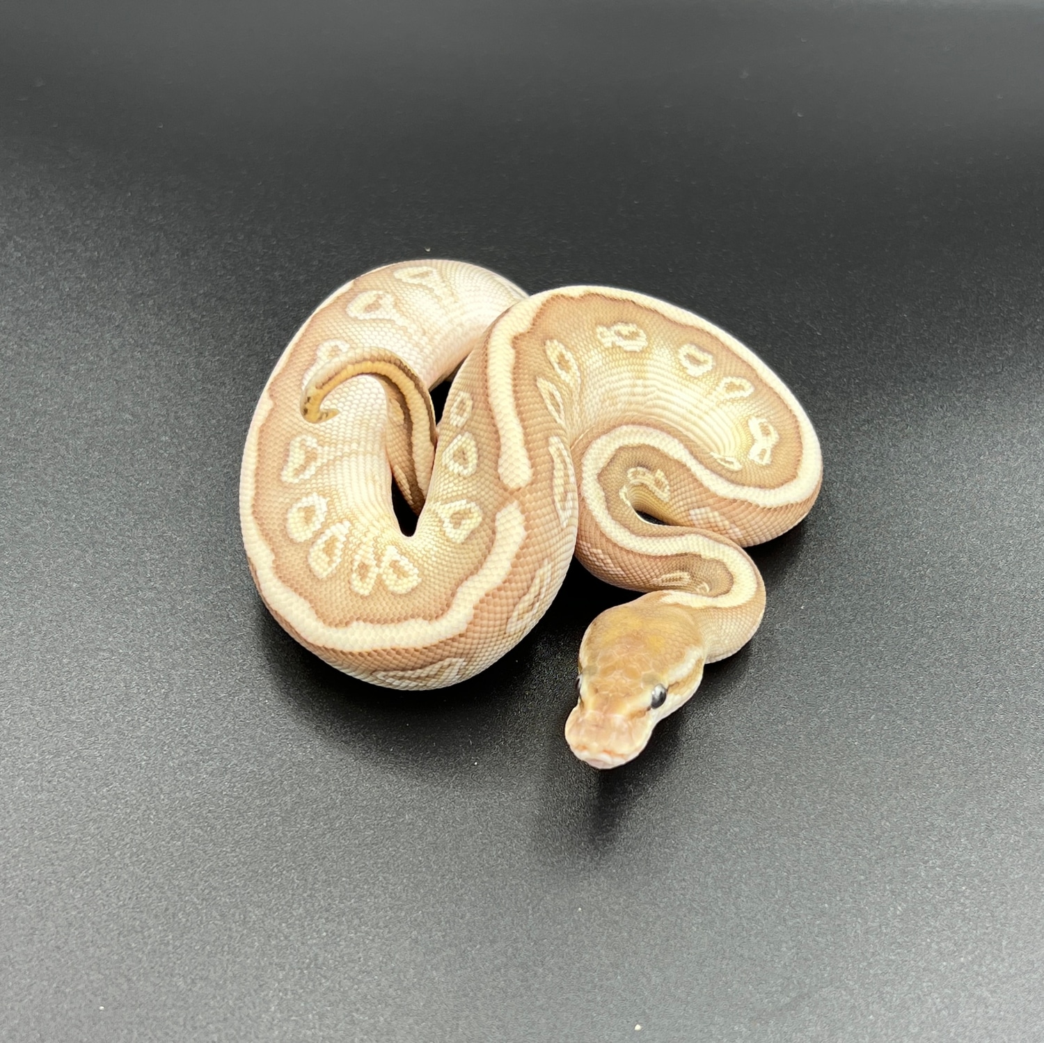 HGW Lesser 100% Het Clown Ball Python by Osmun Reptiles - MorphMarket