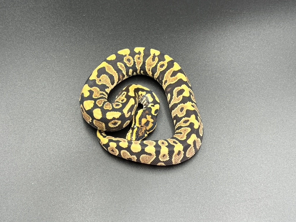 Spotnose Yb 100% Het Clown Ball Python by Osmun Reptiles - MorphMarket
