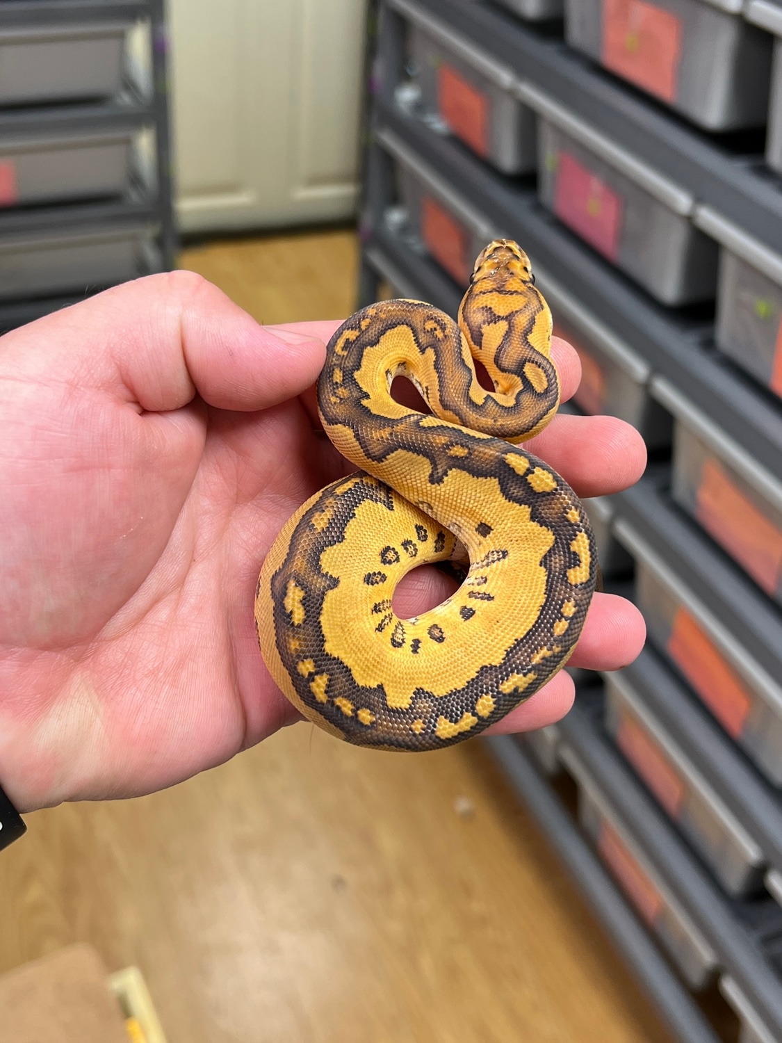 Special Clown Ball Python by Osmun Reptiles - MorphMarket