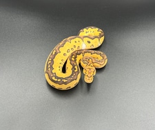 Special Clown Ball Python by Osmun Reptiles - MorphMarket